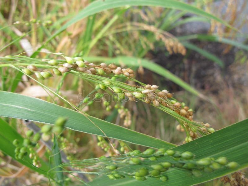 Proso millet with panicles stock image. Image of plant - 220326253