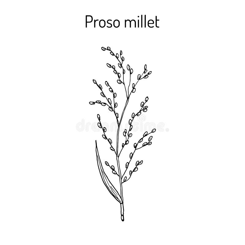 Proso Millet Panicum Miliaceum Stock Vector - Illustration of food ...