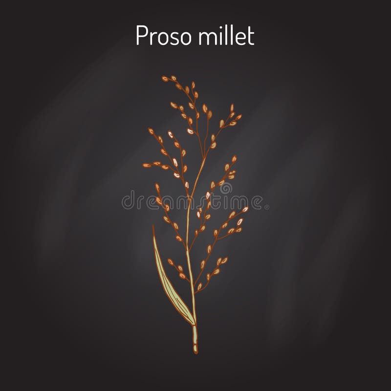 Proso Millet Panicum Miliaceum Stock Vector - Illustration of vector ...