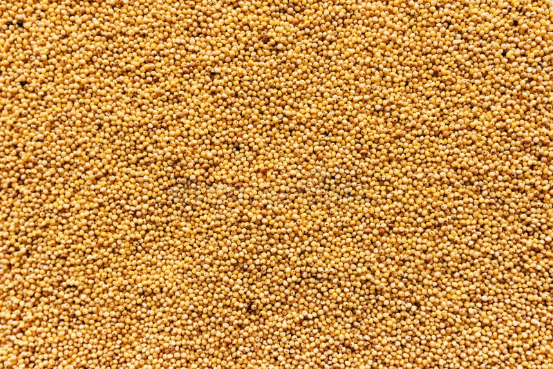 Proso millet seed top view stock photo. Image of organic - 134145014
