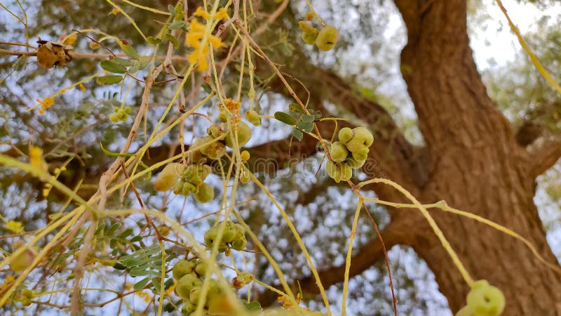 Prosopis Cineraria Khejari Tree Flowers Stock Image - Image of trees ...