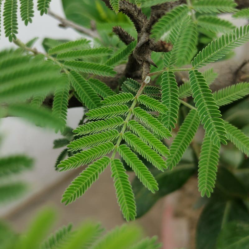 Prosopis Cineraria Plant Leaves Stock Photo - Image of fern, herb ...