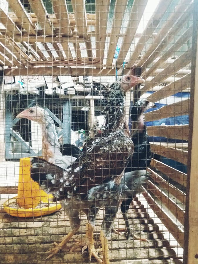 Chicken Fighter Thailand, Chicken Stock Photo - Image of fighter ...