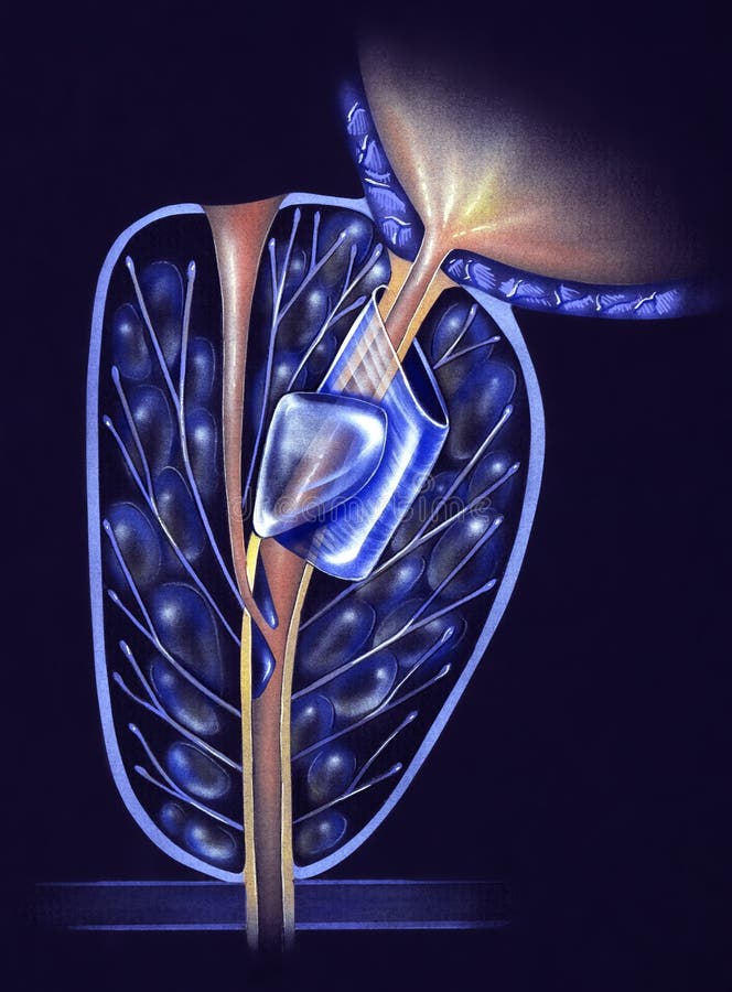 Prostate Gland - Side View - False Color Stock Photo - Image of side ...