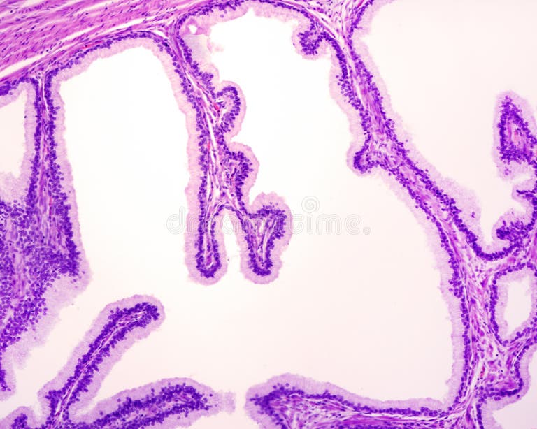 537 Simple Columnar Epithelium Microscope Stock Photos - Free & Royalty ...