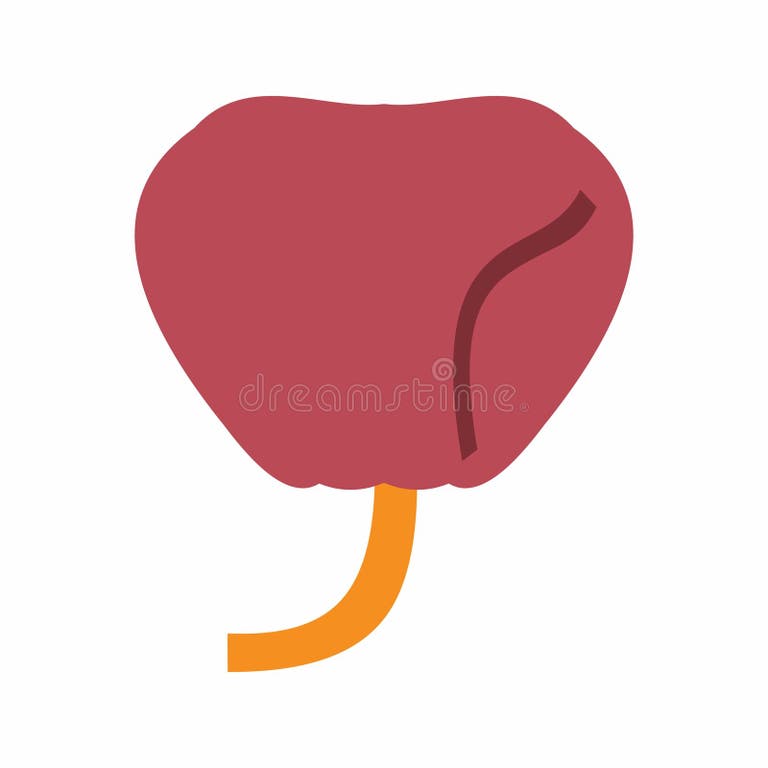 Prostate Icon Vector Image. Stock Vector - Illustration of design ...