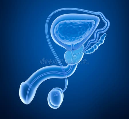 Prostate and Male Reproductive System Stock Illustration - Illustration ...