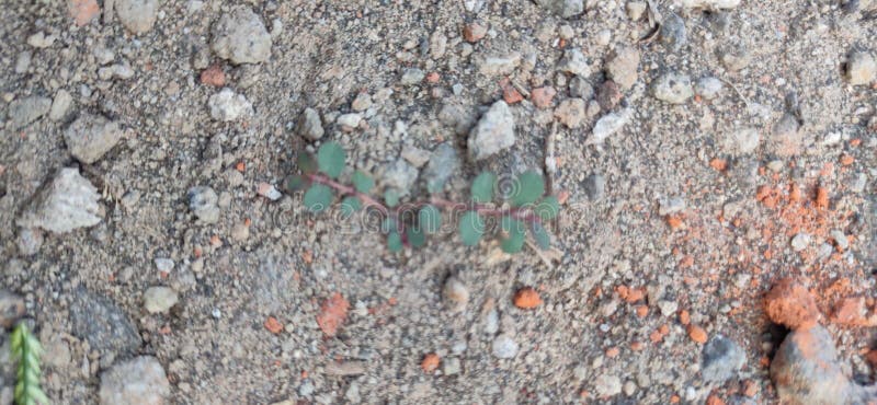 Prostate Sandmat Stock Photos - Free & Royalty-Free Stock Photos from ...