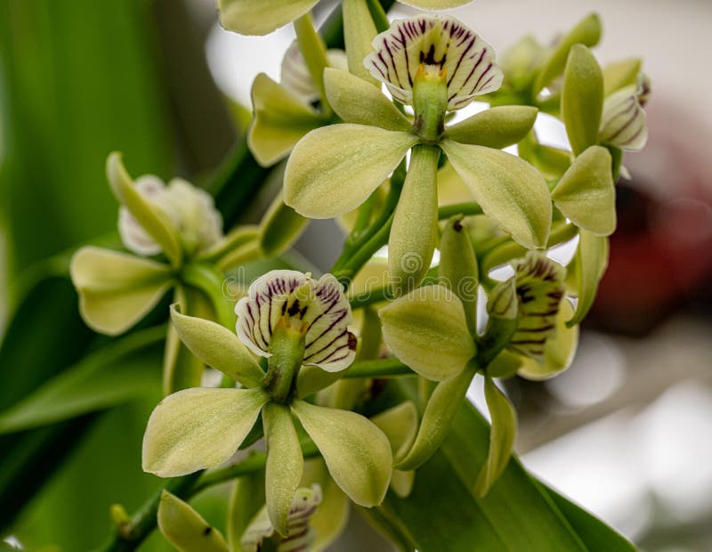 Prosthechea Radiata Flowers (Syn Encyclia Radiata). Stock Image - Image ...