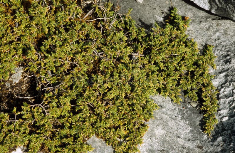 Prostrate Juniper stock image. Image of juniper, pavement - 187580679