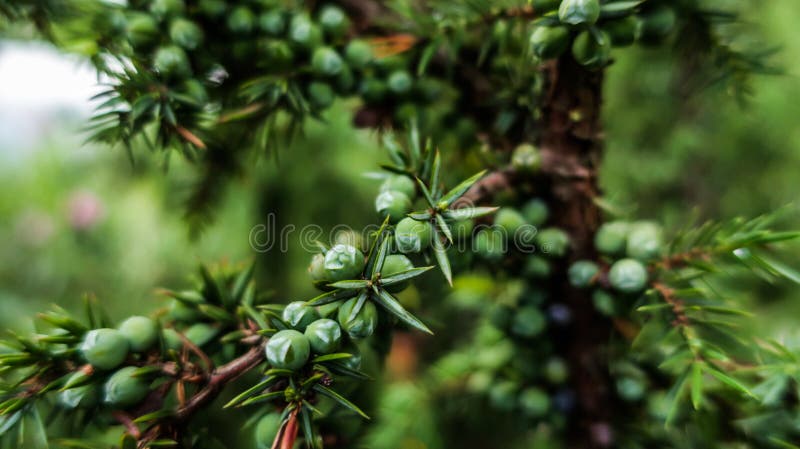 130 Prostrate Juniper Stock Photos - Free & Royalty-Free Stock Photos ...