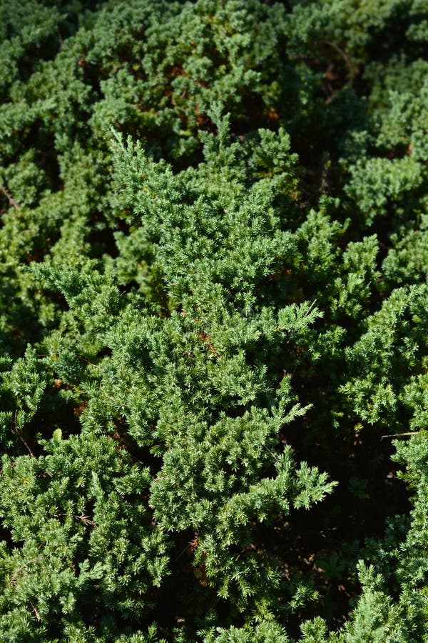 Prostrate Juniper montado foto de archivo. Imagen de germen - 158512088