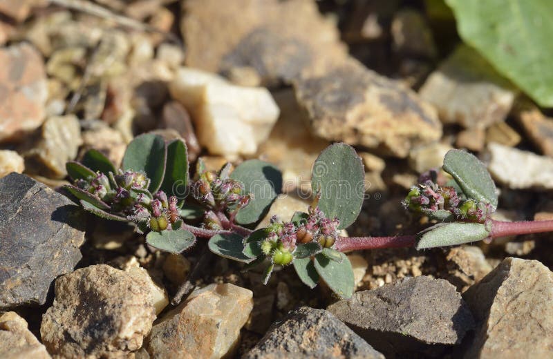 Prostrate Spurge stock image. Image of green, prostrate - 63101187