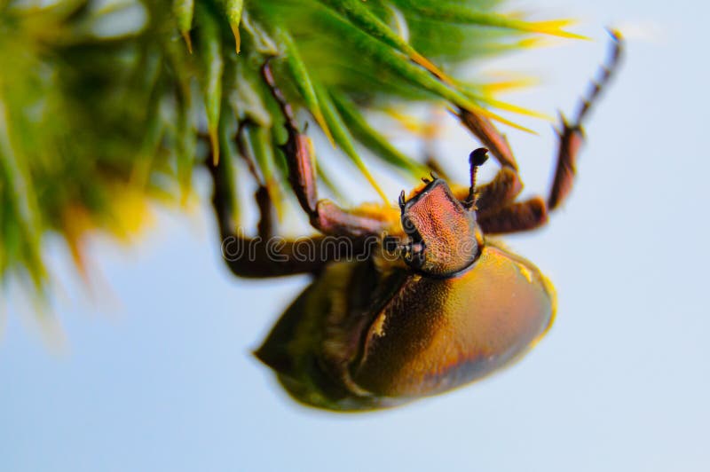 (Protaetia Cuprea), Large Green Beetle on a Prickly Flower Stock Photo ...
