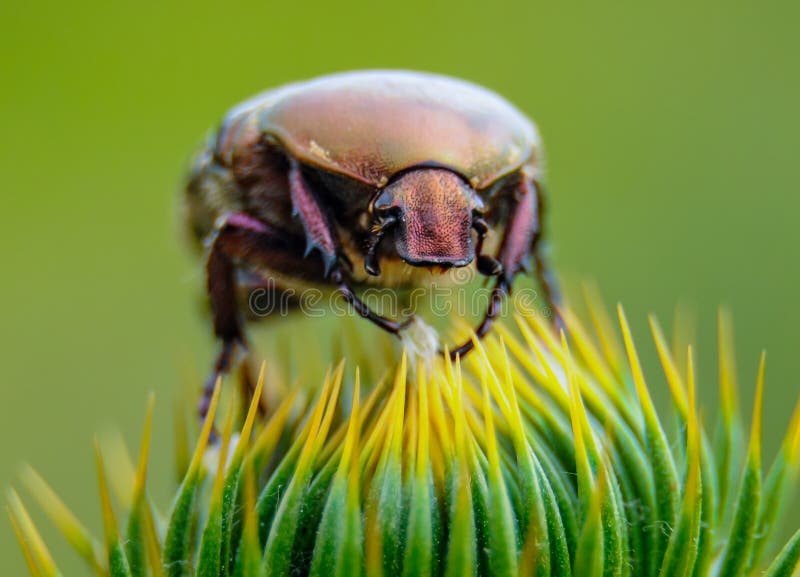 (Protaetia Cuprea), Large Green Beetle on a Prickly Flower Stock Image ...