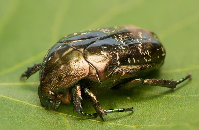 Protaetia marmorata stock image. Image of closeup, fauna - 31729973
