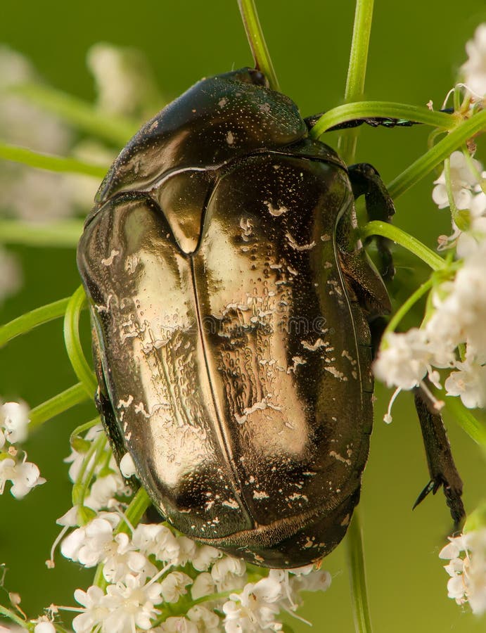 Protaetia marmorata stock image. Image of cetoniinae - 31730367