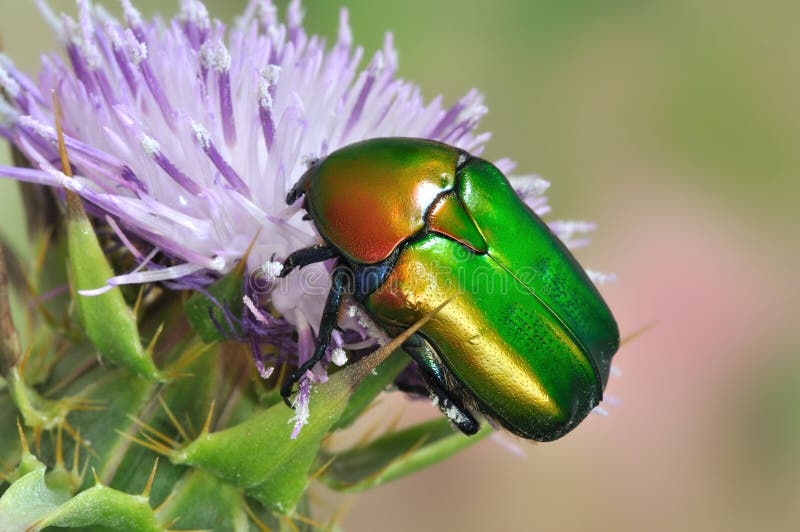 Protaetia (Potosia) Cuprea Ignicollis Stock Image - Image of isolated ...