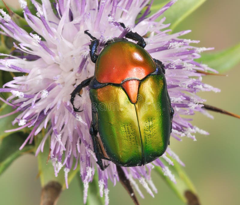 Protaetia (Potosia) Cuprea Ignicollis Stock Image - Image of isolated ...