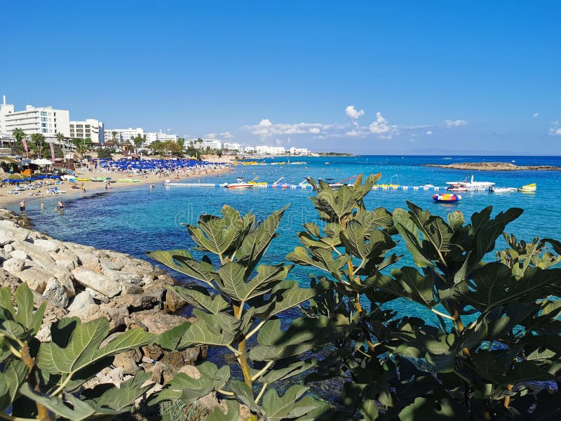Branches of a Fig Tree Against the Backdrop of Fig Tree Bay Beach and ...