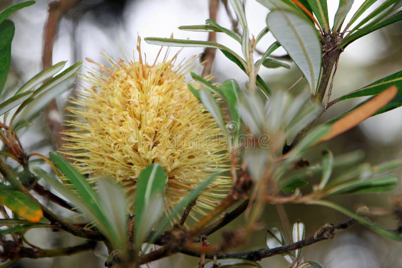 Protea Banksia flower stock photo. Image of blossoming - 25049706