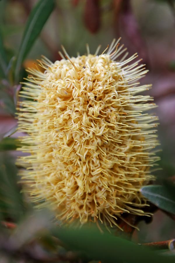 Protea Banksia flower stock image. Image of details, coloured - 25094347
