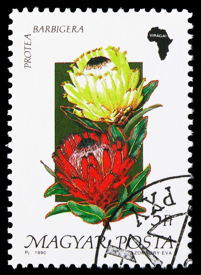 Protea Barbigera Stock Photos - Free & Royalty-Free Stock Photos from ...