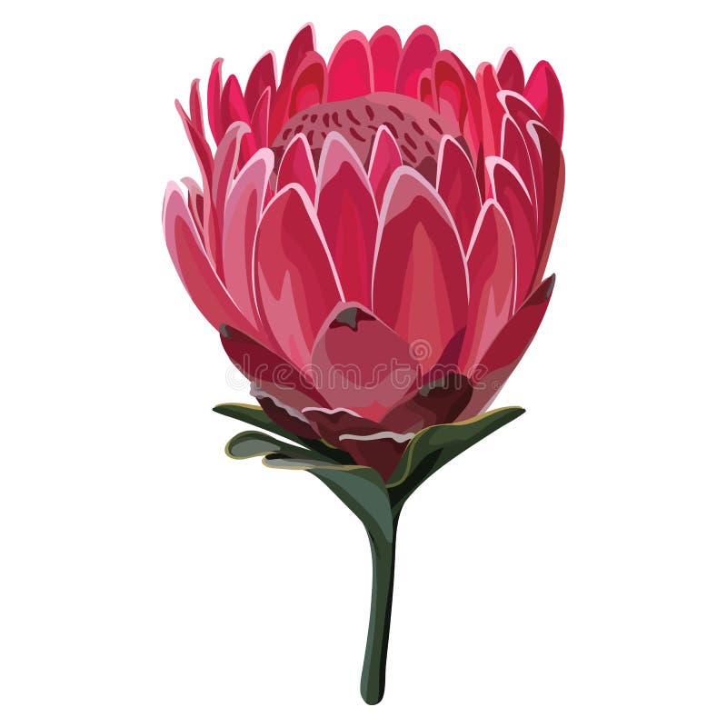 Protea Bright Pink Flower Vector Illustration Stock Vector ...