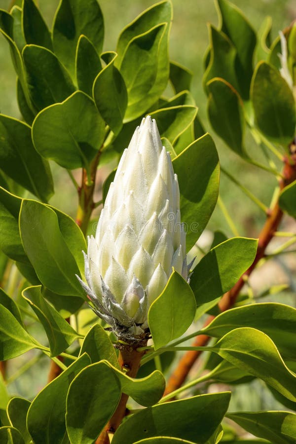 Large Bud of a Protea (p. Cynaroides) King White in Garden Stock Image ...