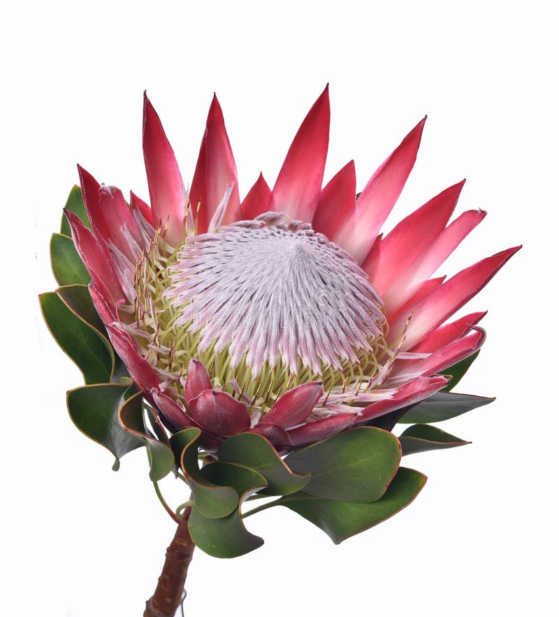 Protea cynaroides stock photo. Image of tropic, floral - 92509528