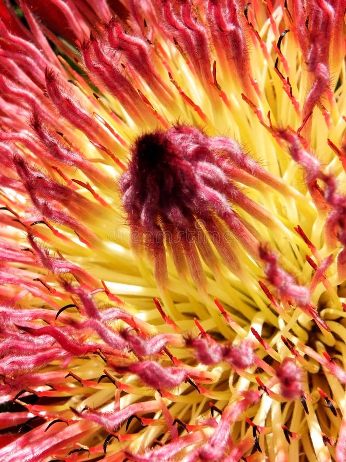 Protea eximia stock image. Image of southern, eximia - 52759155