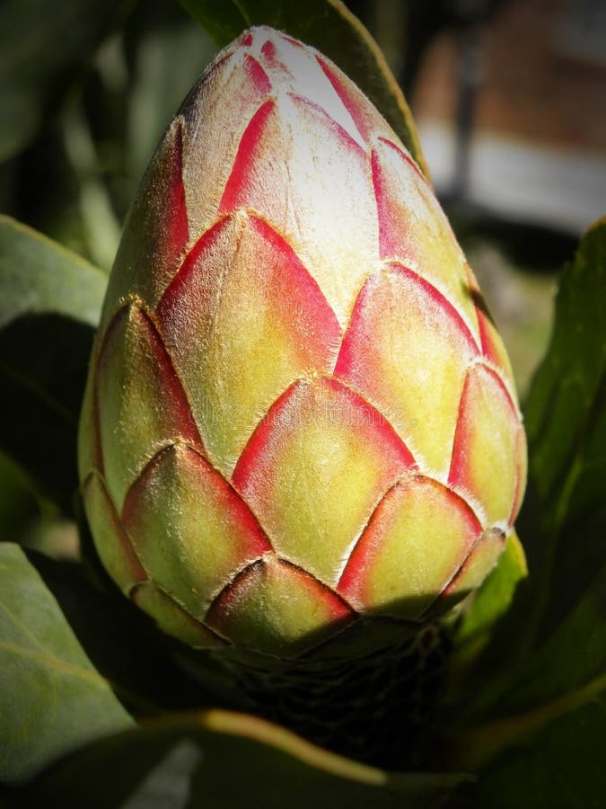 Protea eximia flower bud stock photo. Image of plants - 52759216