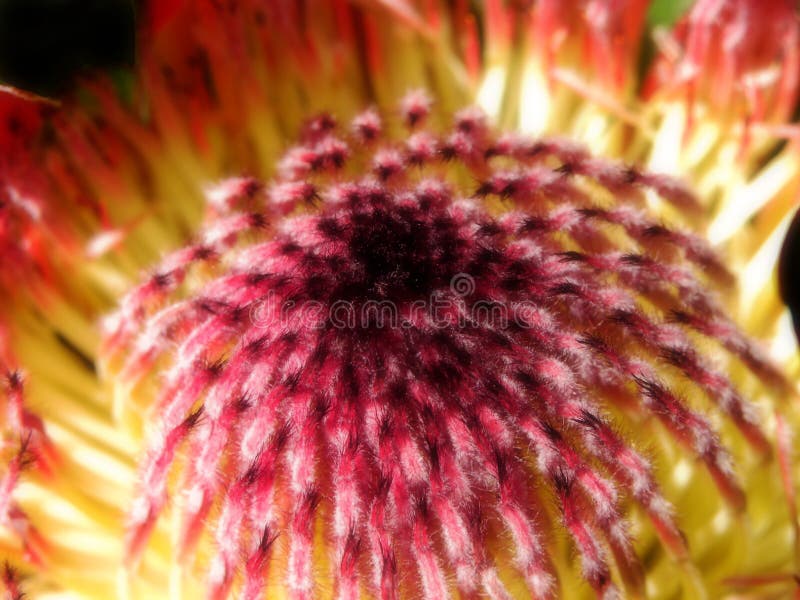 Protea Eximia flower stock image. Image of plants, africa - 69258487