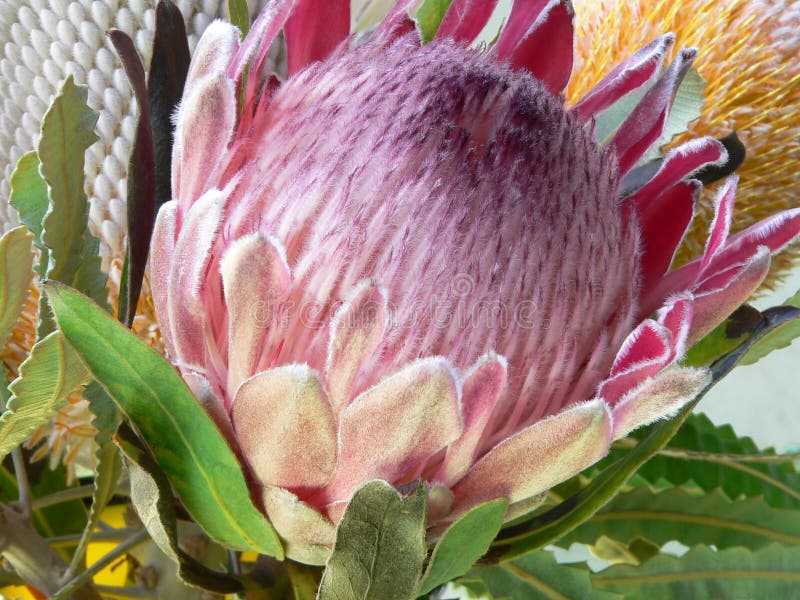 Protea eximia flower bud stock photo. Image of plants - 52759216