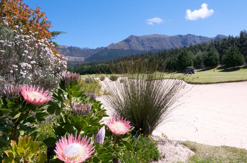 Protea Flowers on Golf Course Cape Town Stock Image - Image of golf ...