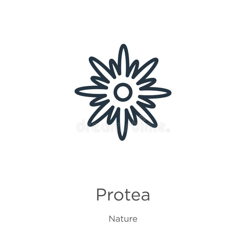 Outline Proteas Stock Illustrations – 24 Outline Proteas Stock ...