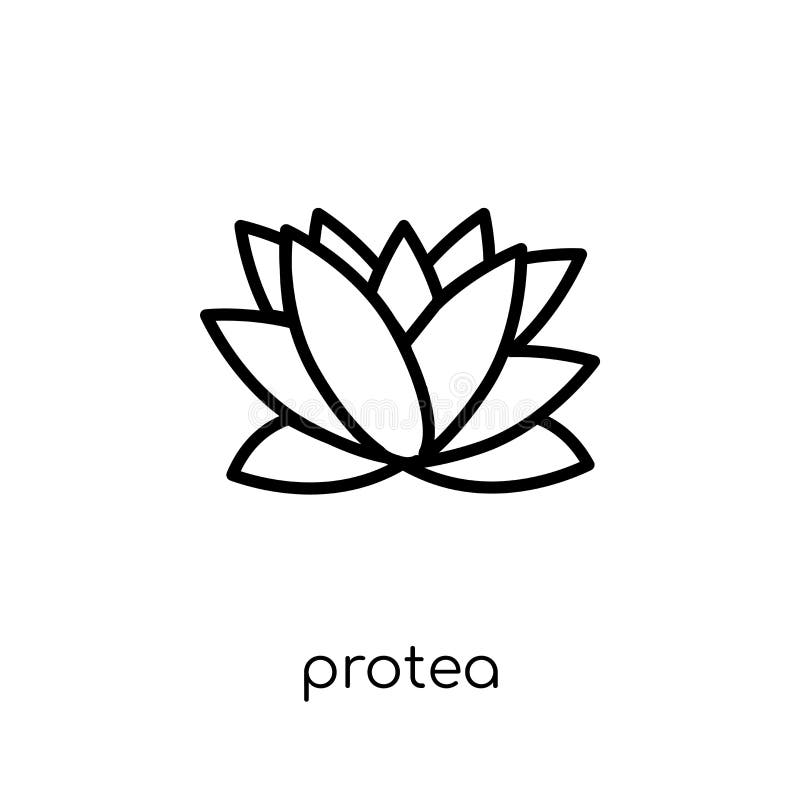 Protea Icon. Trendy Flat Vector Protea Icon on White Background Stock ...