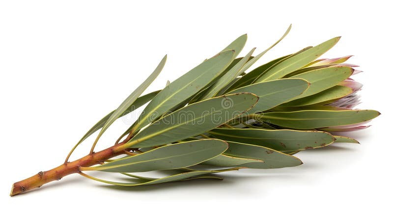 Minimalist Diagonal Layout Stock Illustrations – 5,693 Minimalist ...