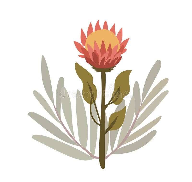 Protea Logo for a Florists Shop. Exotic Flower Isolated on White Stock ...