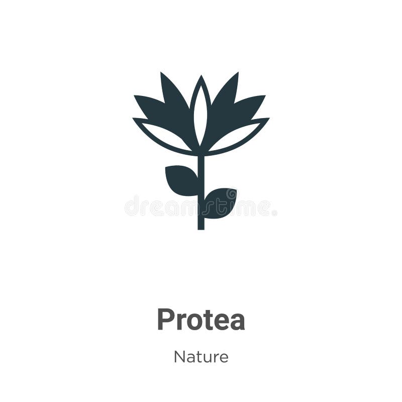 Protea Vector Icon on White Background. Flat Vector Protea Icon Symbol ...