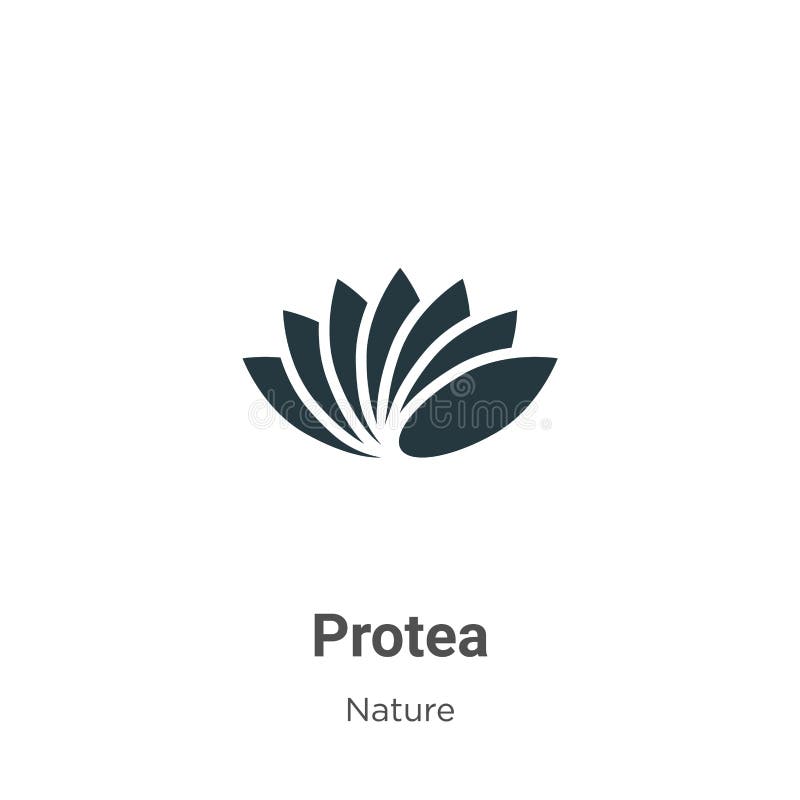 Protea Vector Icon on White Background. Flat Vector Protea Icon Symbol ...