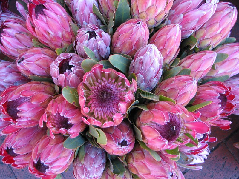 Proteas stock image. Image of nature, national, pink - 20784973