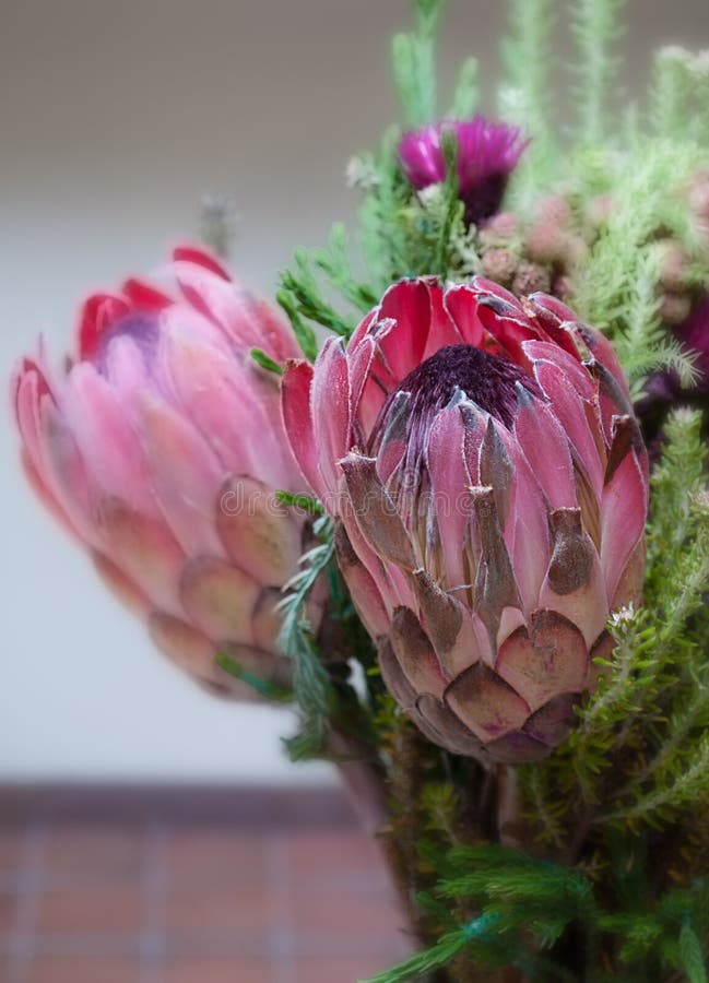 Queen Protea, Protea Magnifica Stock Image - Image of leaves, magnifica ...