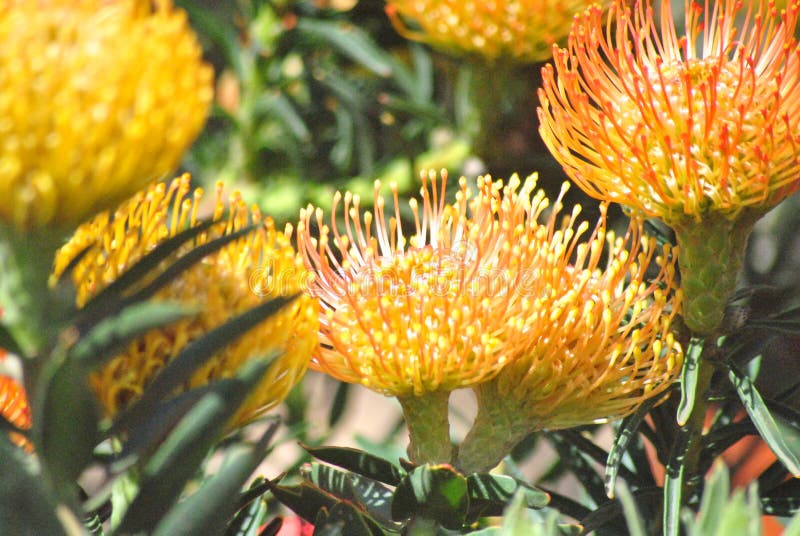 Proteas stock photo. Image of southafrica, proteas, flower - 110180744