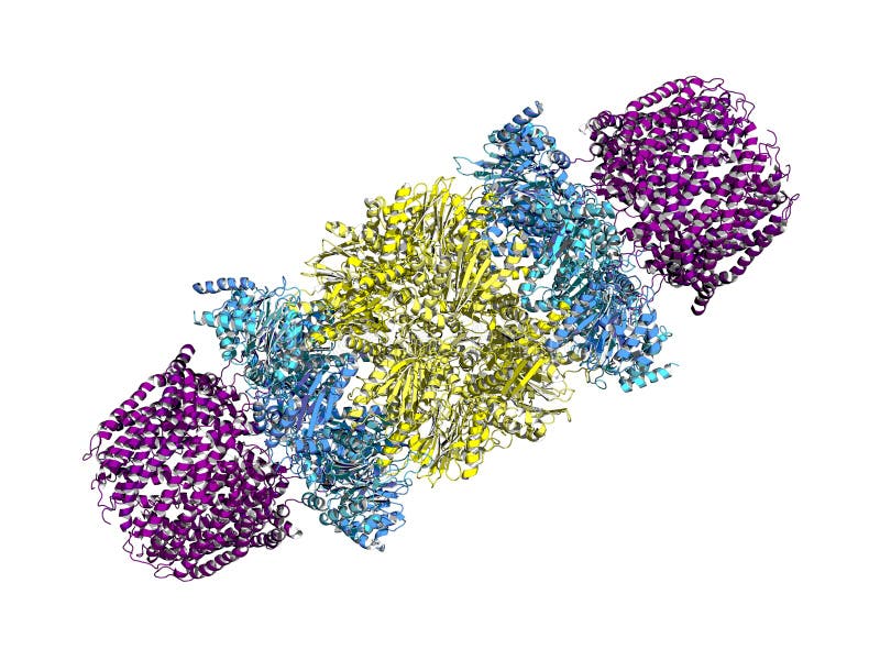 Proteasome model stock illustration. Illustration of chemistry - 95964533