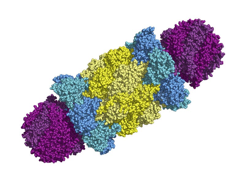 Proteasome model stock illustration. Illustration of antigen - 95964500