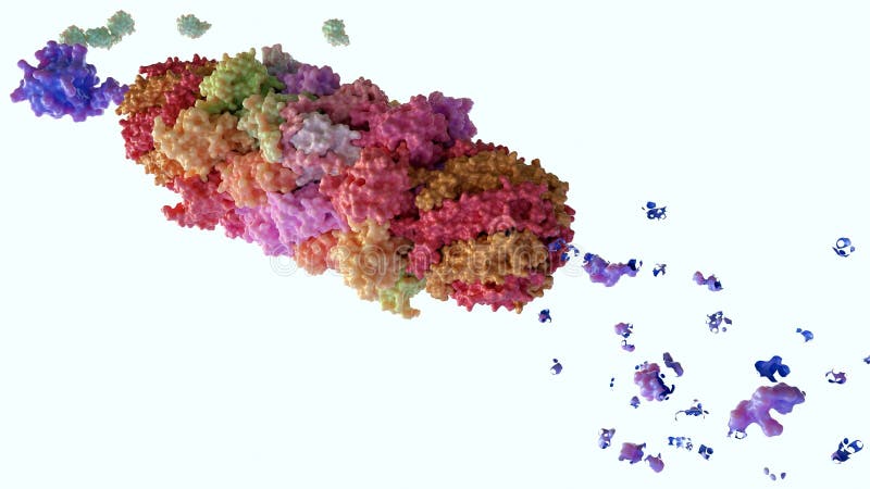 Proteasomes is Breaking Down Protein Molecule Stock Illustration ...