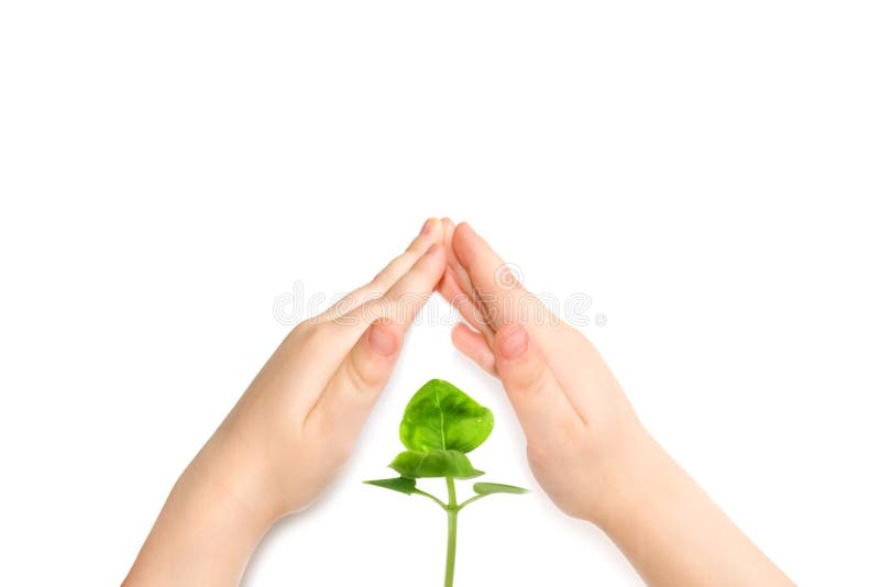 Protect stock photo. Image of fragility, green, ideas - 5084806