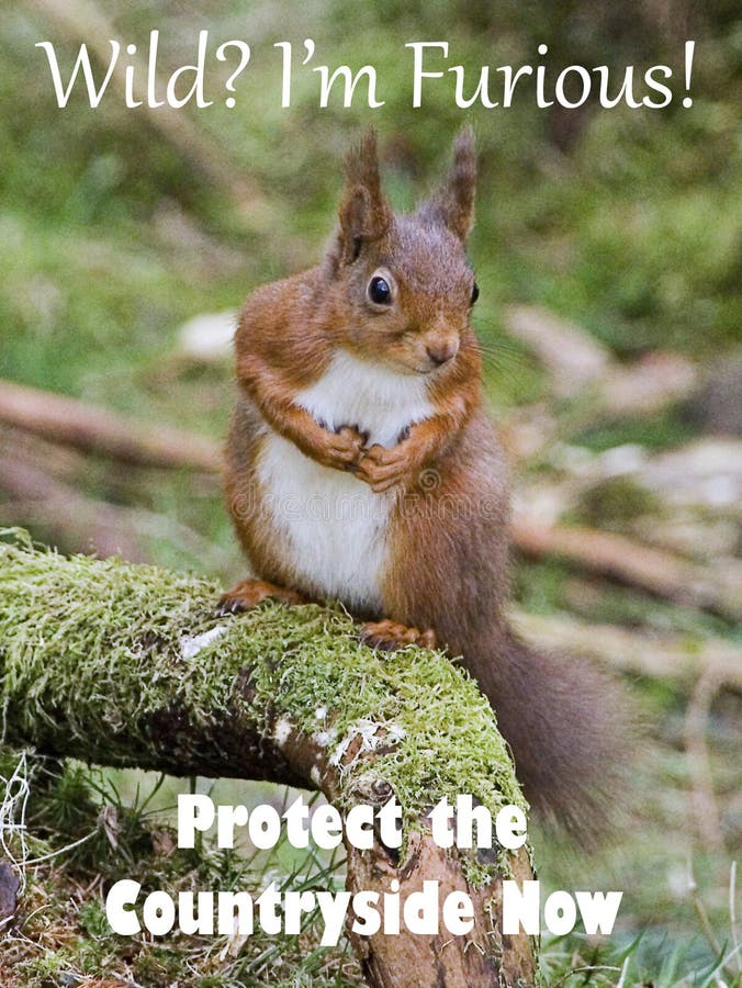 Protect the Countryside - an Environmental Message - Red Squirrel Stock ...