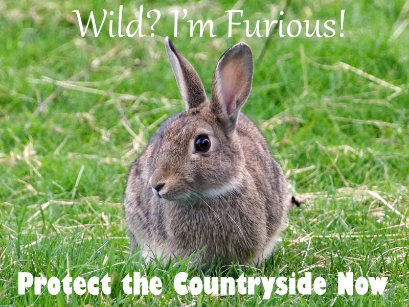 Protect the Countryside Message - Wild Rabbit Stock Image - Image of ...